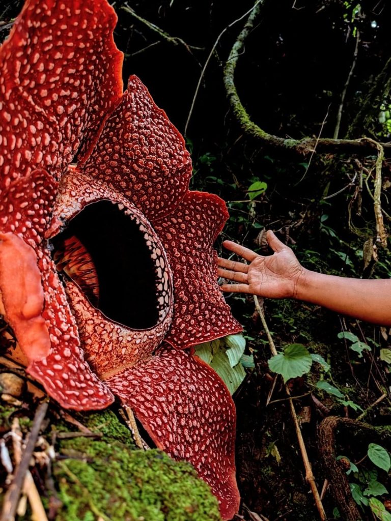 Penemuan Baru Rafflesia hasseltii, Permata Langka Hutan Sumatra yang ...